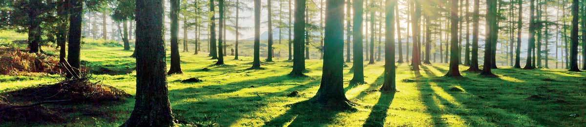 Real Estate in Houston - Houston Real Estate Listings | Johnson ...